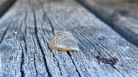 Zebra Mussel Invasive Species