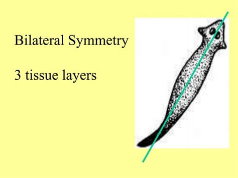 Flatworms Roundworms Notes Ppt Free Download