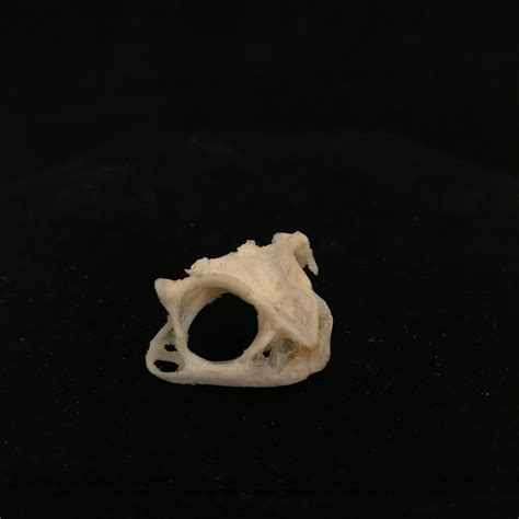 Asian Common Toad Skull Real Bone Available For Purchase At Natur