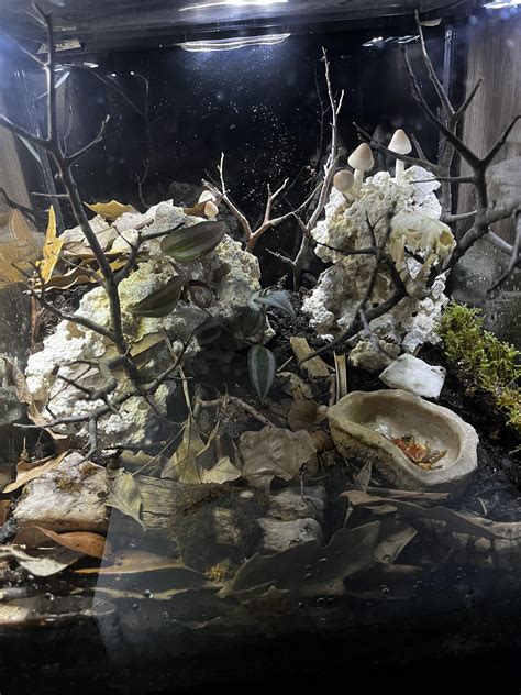 New Isopod Enclosure Risopods