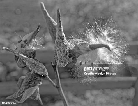Exploding Seed Pod Photos And Premium High Res Pictures Getty Images