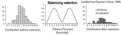 Balancing Selection Graph