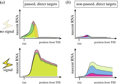 A Model For Synchronous Induction Of Gene Expression Downstream Of A