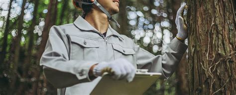 Tree Structure Evaluation Chatham Tree Removal