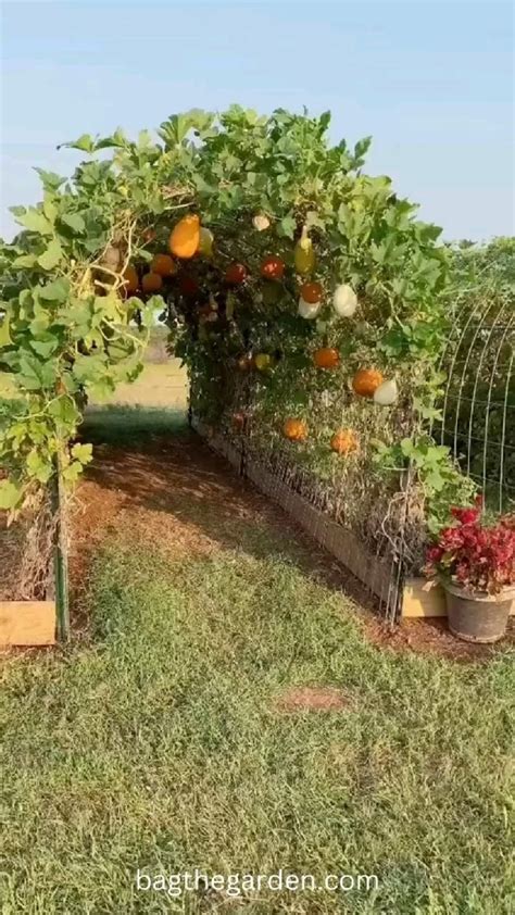 Best 12 Cattle Panel Trellis DIY How To Make An Arch Tunnel For Your Garden Artofit