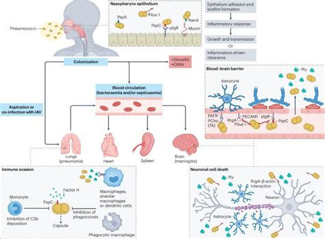 Streptococcus Pneumoniae Epidemiology Pathogenesis And Control Nature… Stéphane Paul