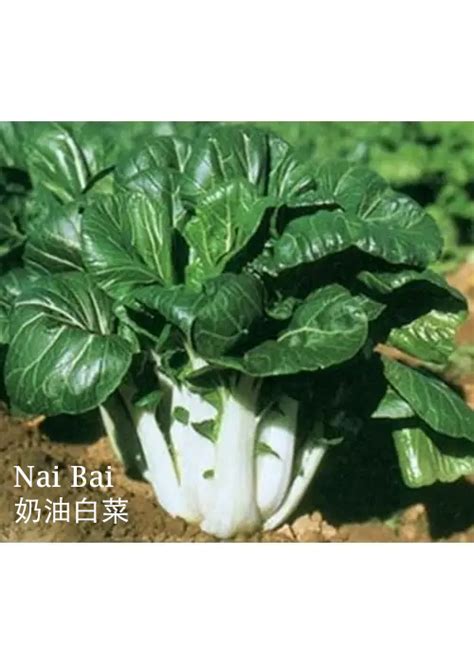 White Crown Nai Bai Seeds Gh Hydroponics