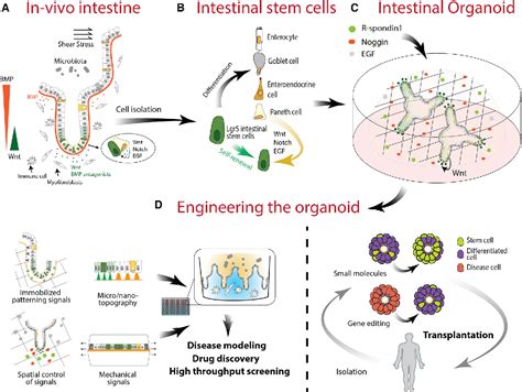 Figure 3 From Engineering Stem Cell Organoids Semantic Scholar