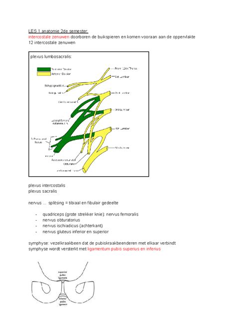 Anatomie Hoorcollege 1 Van Mistiaan Les 1 Anatomie 2de Semester Intercostale Zenuwen