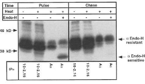 Figure 1 From Evidence That Binding Site Occupancy Is Necessary And