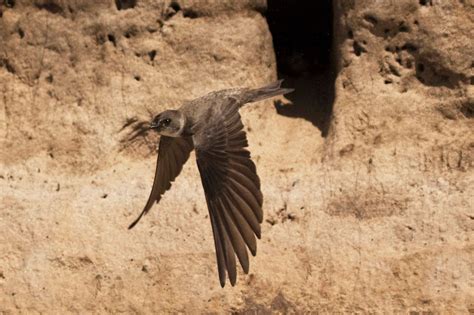 🐦🐦the Magnificent Spectacle Of Small Groups Of Swifts Wheeling Around The Expansive Early