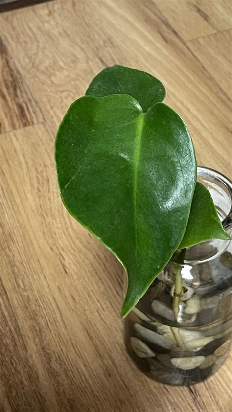 몬스테라 잎이 왜 이런 건가요 지식in