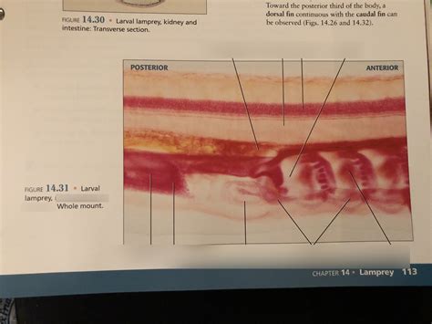Diagram Of 15 Lamprey Larvae Quizlet