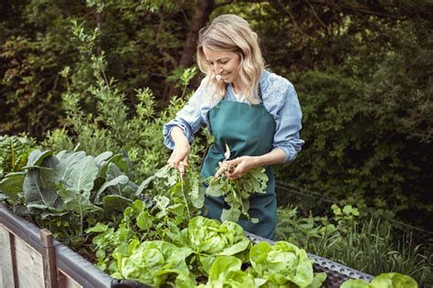 젊은 금발의 예쁜 여자 와 블루 셔츠와 녹색 앞치마 수확 흰색 길쭉한 고치무 에서 야채 패치 오스트리아에 대한 스톡 사진 및 기타 이미지 Istock