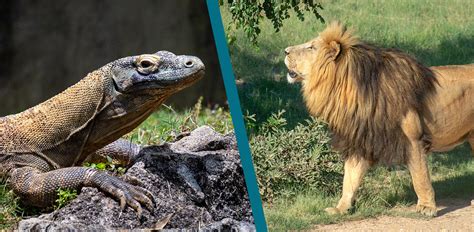 Basilisk Lizard Characteristics Diet Facts And More [fact Sheet]