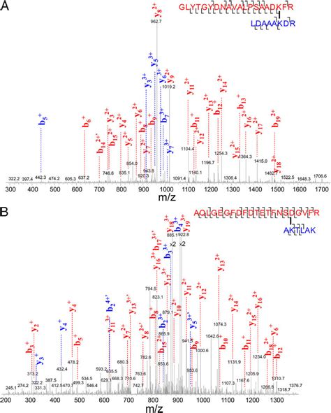 product ion ms ms spectra obtained for cross linked peptides a