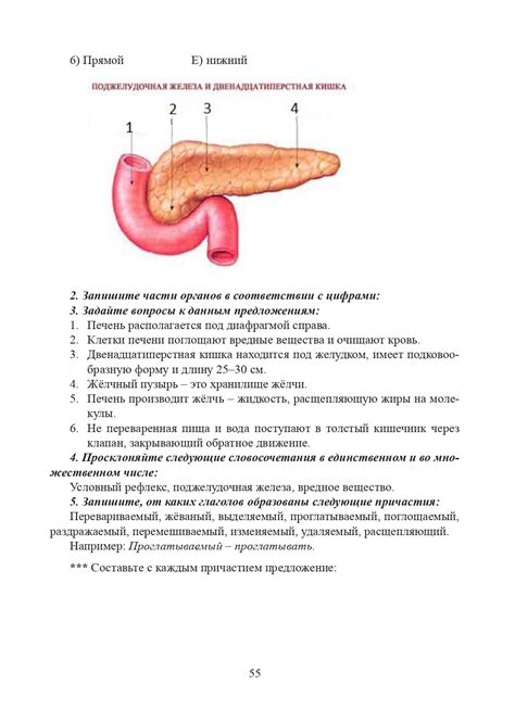 ПРАКТИЧЕСКИЙ КУРС РУССКОГО ЯЗЫКА Н И Дорцуева