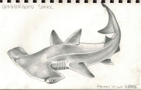 My Drawing Of A Hammerhead Shark Art Drawings Sketches Pencil Fish