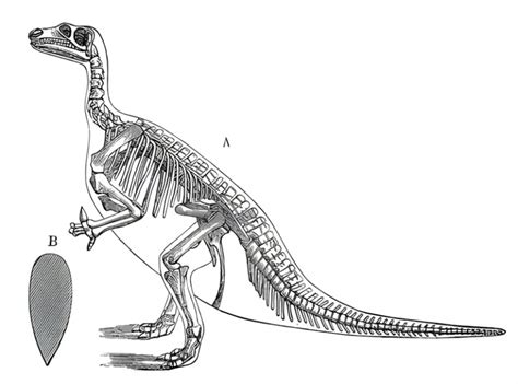 All About Iguanodon