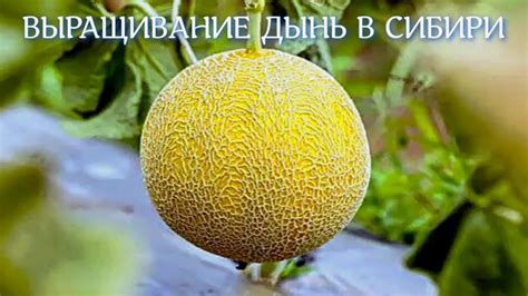 ВЫРАЩИВАНИЕ ДЫНЬ В СИБИРИ - YouTube