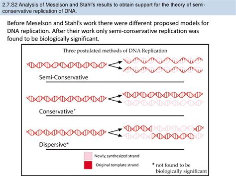 Why Is Replication Of Dna Important Ppt Download