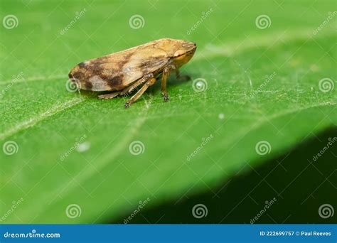 Meadow Spittlebug Philaenus Spumarius Stock Image Image Of Insects