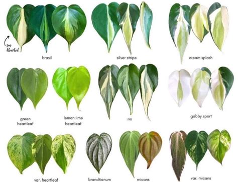 Trailing Philodendron Varieties Rhouseplants