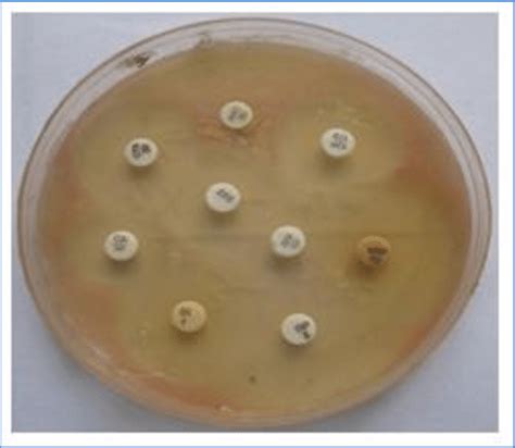 Drug Susceptibility Test On Mueller Hinton Agar With Disk Diffusion