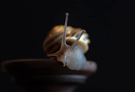 Snail Mollusk Nature Free Photo On Pixabay