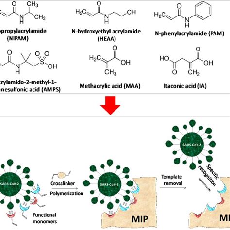 A Structure Of Functional Monomers And B Schematic Representation