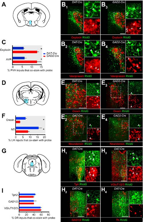 Figure 2 From Circuit Architecture Of Vta Dopamine Neurons Revealed By Systematic Input Output