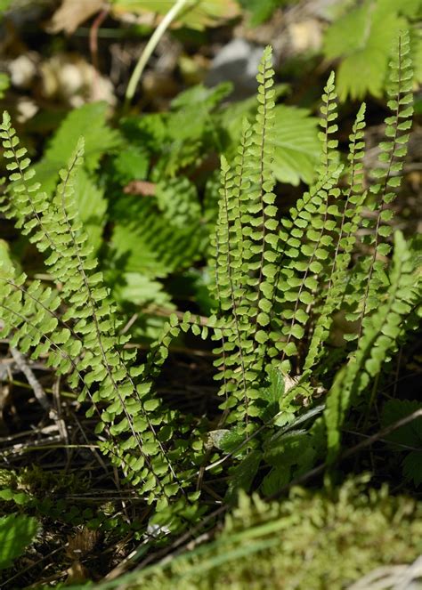 Flora Vascular Toda La Información Detallada Sobre La Flora Vascular Especie Asplenium