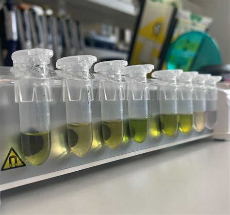 Sanger Tree Of Life Hmw Dna Extraction Manual Plant Magattract V1