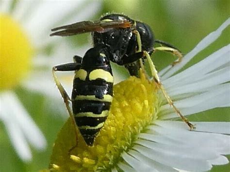 Illinois Wasps Pictures And Identification Help Green Nature