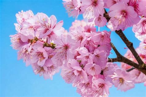 Premium Photo | Cherry blossom flowers with soft blurred background light pink colour vibes ...