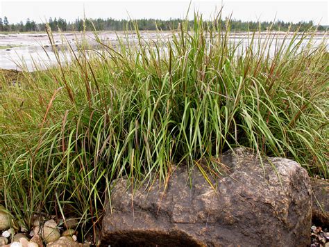 Spartina Alterniflora Roots Whats Killing Salt Marshes