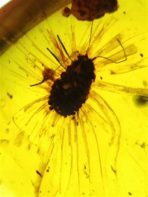 Scale Insect With Cotton Amber 142 Mm 115 Mm Auction Online