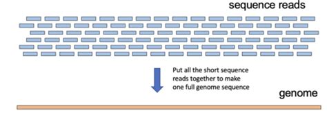 bioinformatics 312 [8] genome assembly flashcards quizlet