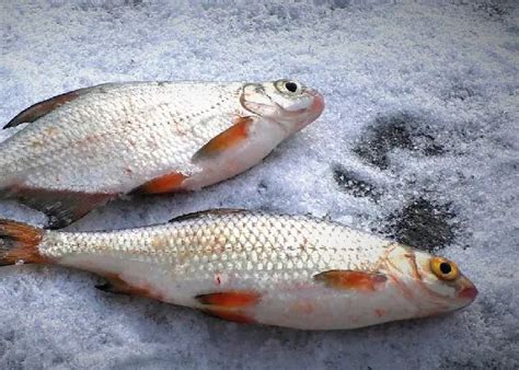 Bocachico Importado Fresmar