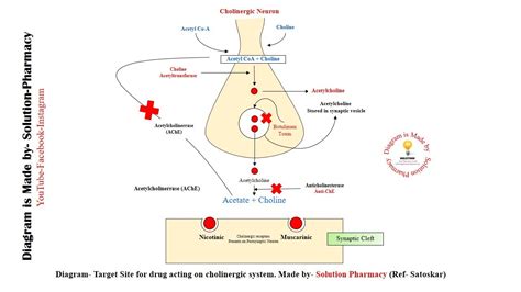 Cholinergic Receptors Muscarinic And Nicotinic Receptors Cholinergic