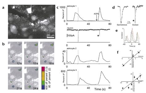 Localized Astrocytic Activity Underlies Signaling To Neuronsa Download Scientific Diagram