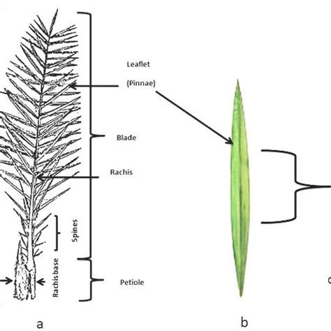 The Morphology Of Date Palm Leaf A From Zaid And Arias Jiménez Download Scientific Diagram