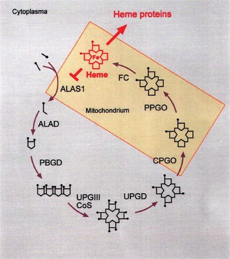 The Box Dedicated Heme Biosynthesis Follows An Eight Step Download Scientific Diagram