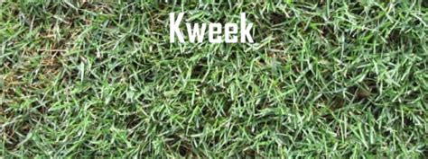 Types Of Lawn Grass In South Africa Lawn Care Plus