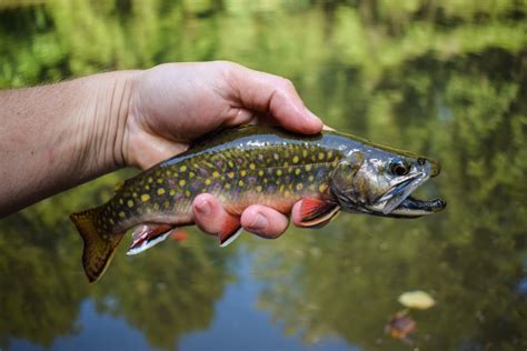 Brook Trout Fishmasters Com