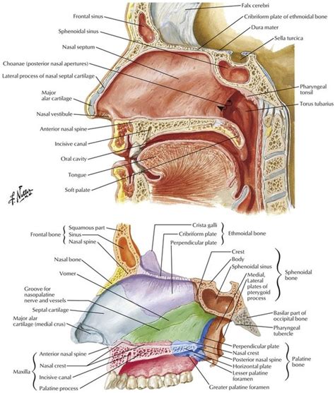 1 Head And Neck Basicmedical Key