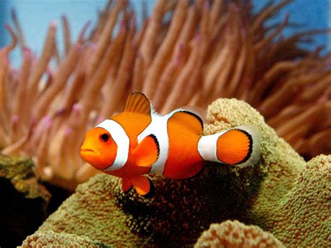 Clownfish Nemo