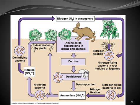 Lecture 10 Flow of Energy in an Ecosystem Ozgur Unal - ppt download
