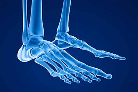 Distal Interphalangeal Joint Foot