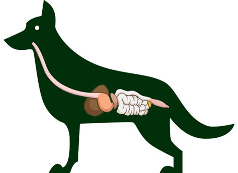 Dog Digestive System Explained How Long Does It Take A Dog To Digest